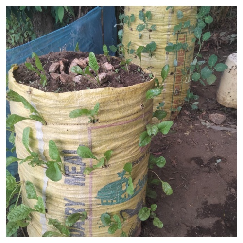 Climate-smart agriculture – TWICO